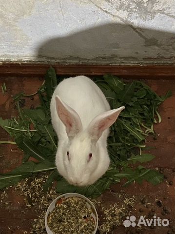 Крольчиха белый паннон Покрытая