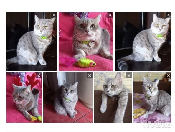 Красивая плюшевая киса в поисках счастья