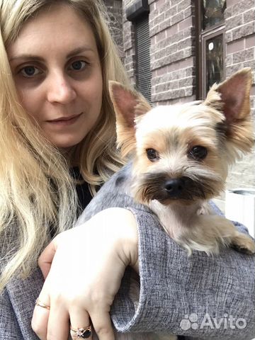 Йоркширский терьер