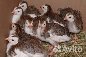 Продаю цесарок