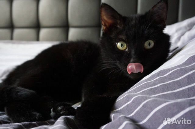 Самый нежный котик ищет дом