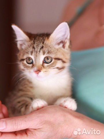 Котёнок лапушка 3 месяца девочка