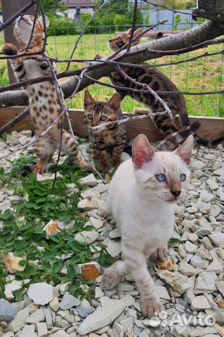 Бенгальские котята