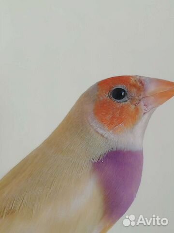 Амадины гульда