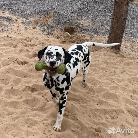 Далматин щенок 7 (родители чемпионы)
