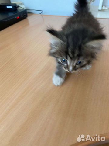 Котята норвежская лесная