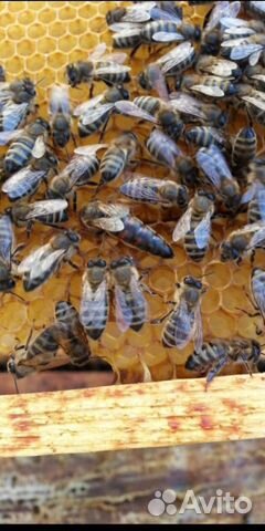 Специальные целебные пчелы для апитерапии