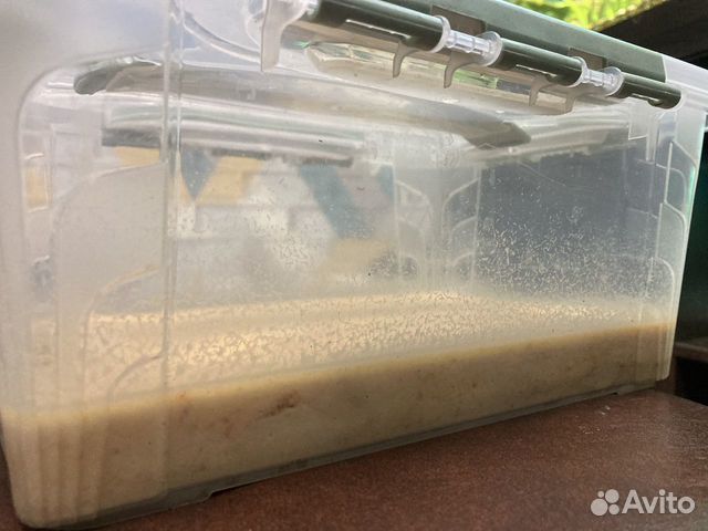 Нематода, инфузория