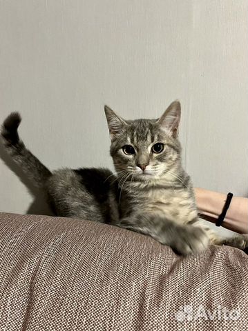 Котик Кай (4 мес) ищет дом