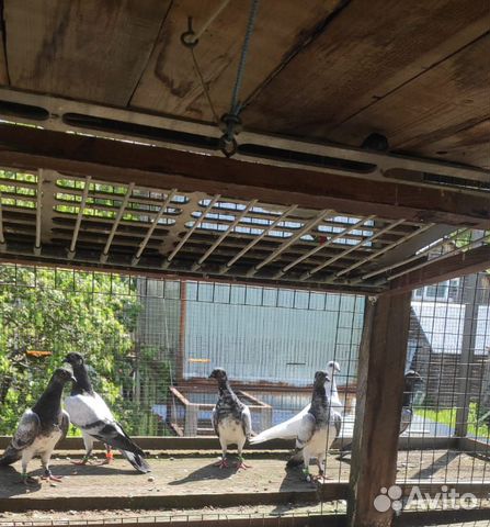 Продажа венгерских голубей