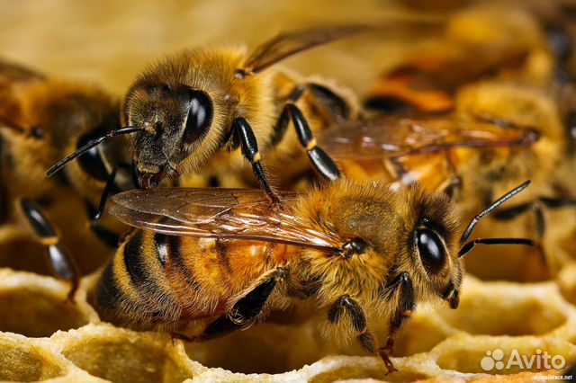 Продам пчелиные семья