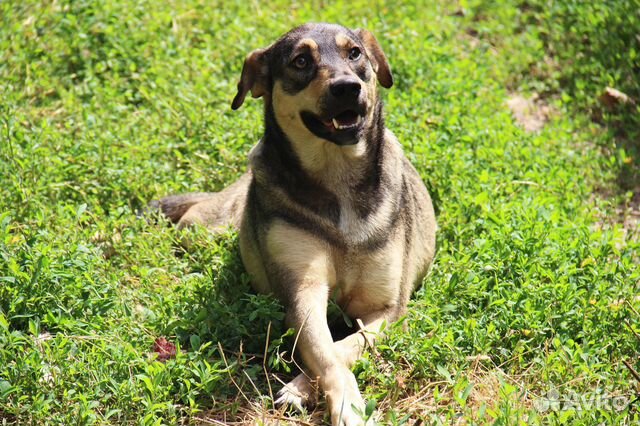 Девочка-красавишна