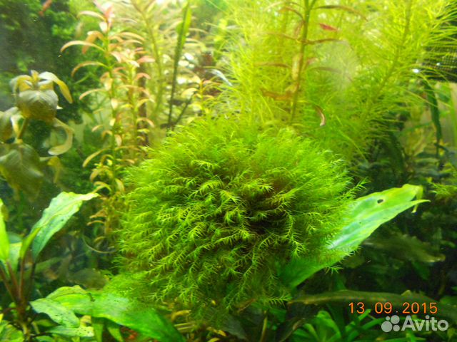 Мох Fissidens cf. fontanus "Grande" (Octodiceras f