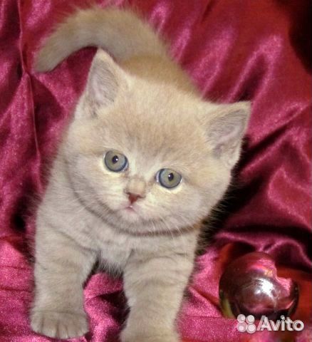 Британские котята