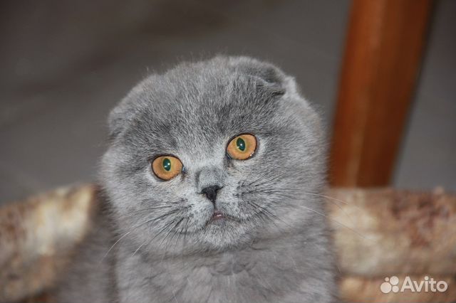 Котик вислоухий Конор 4,5 месяца привит полностью