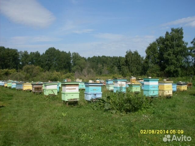 Пчелосемьи, пчелы, улья, пасеку