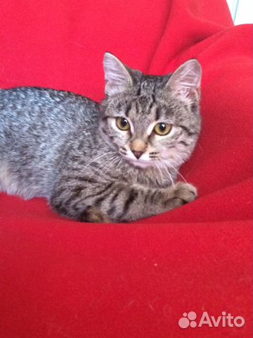 Полосатые котята-тигрята