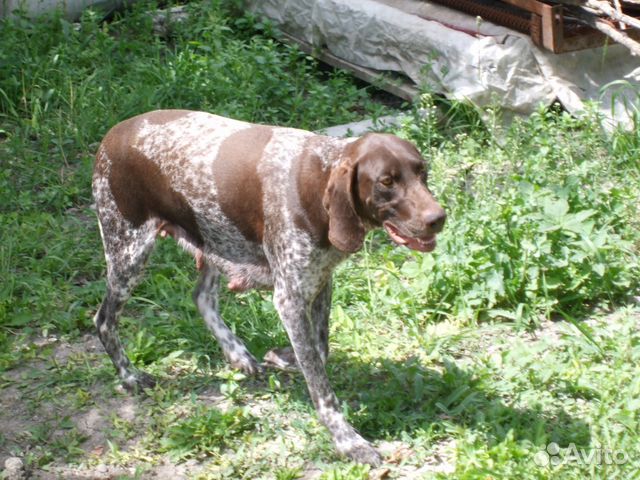 Щенки курхаара