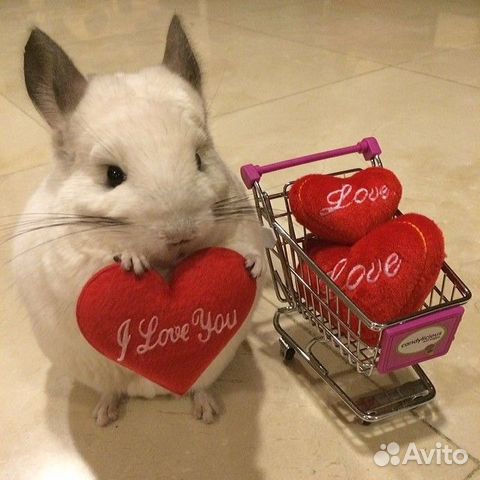 Шиншиллята. Разные окрасы. Племенная карта