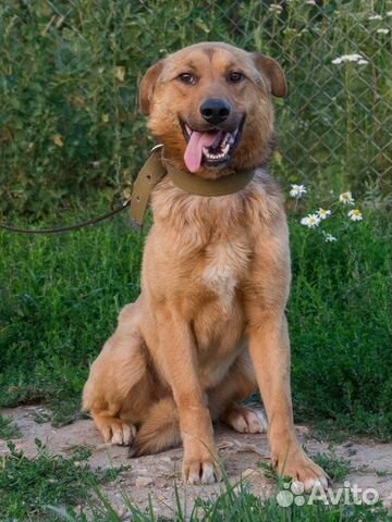 Спайк ищет дом