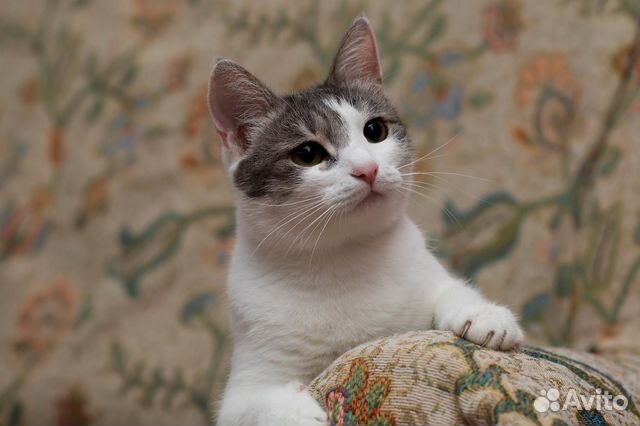 Ласкуша Лера в дар