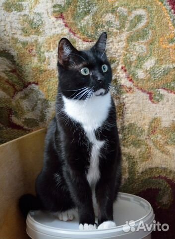 Общительный котик нуждается в собственном доме