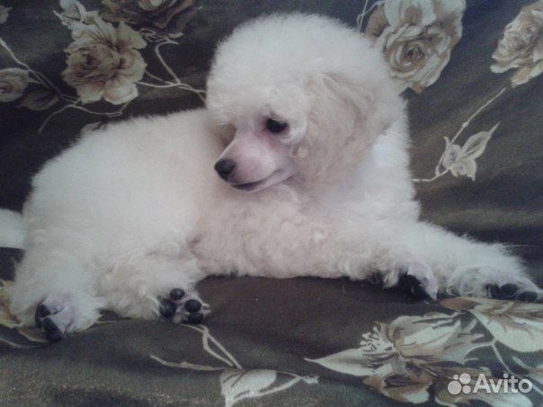 Щенки той пуделя