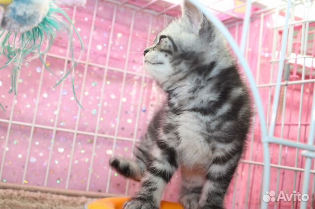 Котёнок породный с хорошим рисунком