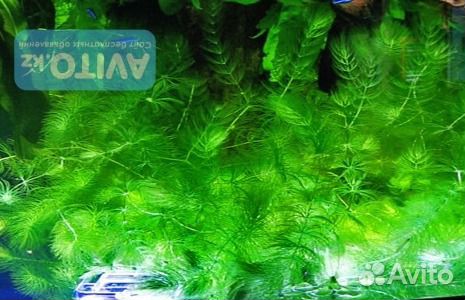 Растения для аквариума