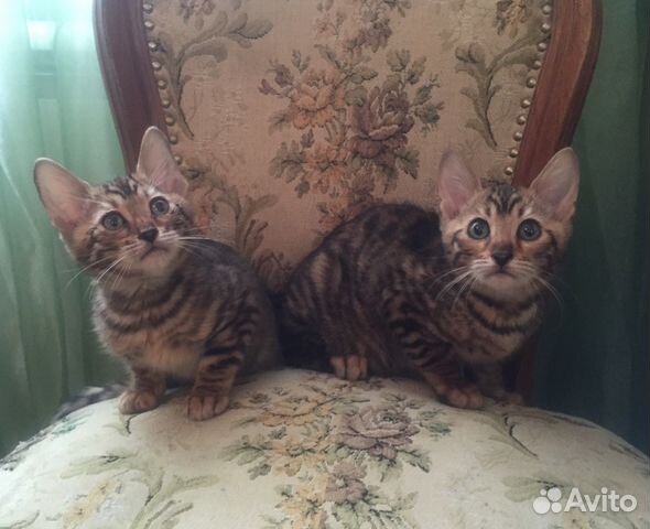 Тойгер- или игрушечный тигр