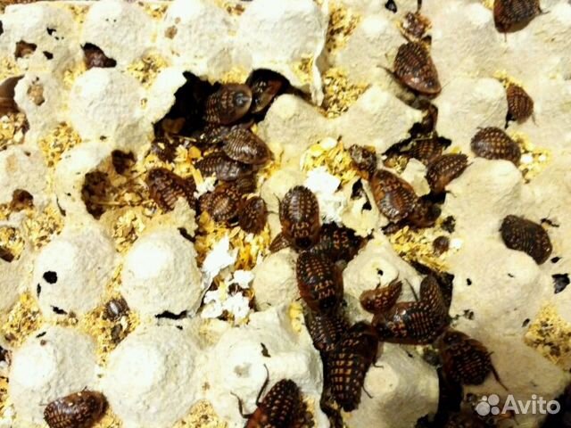 Кормовые тараканы блаберус кранифер