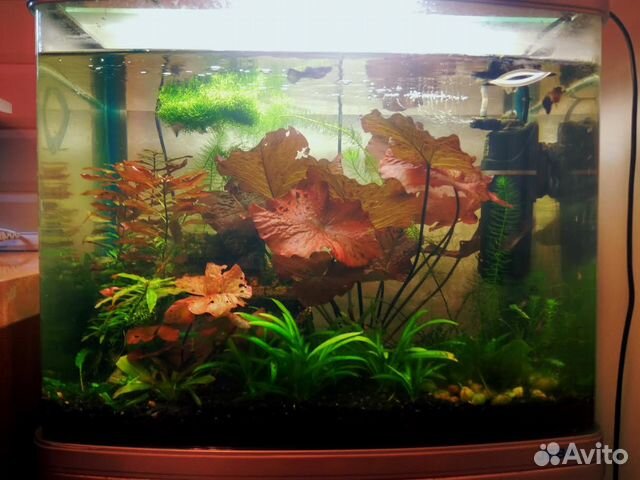 Красная тигровая нимфея