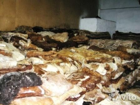 Шкуры крс корова бык