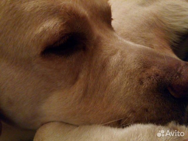 Вязка Лабрадор Ретривер