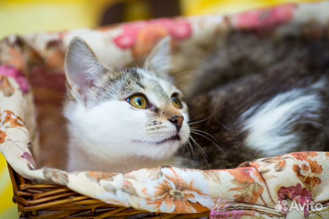 Кошечка Яша 2 года,ищет семью