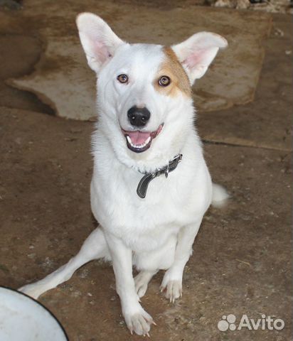 Веселая красотка Белушка