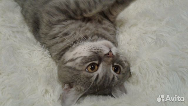 Кот на вязку