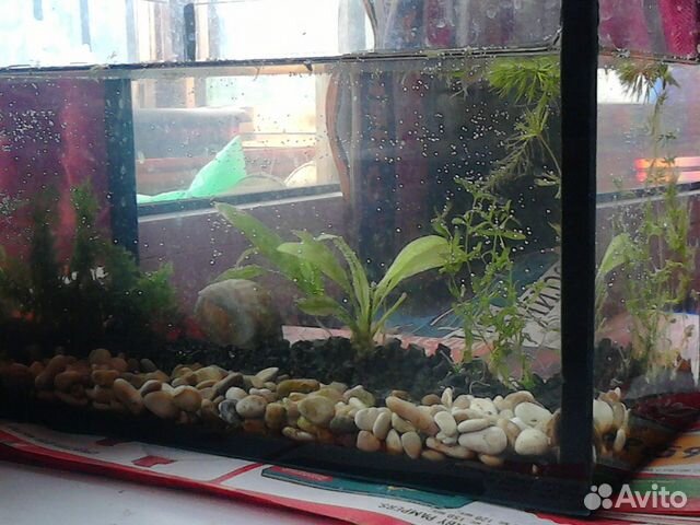 Аквариум 3 л+растения,галька,ракушки