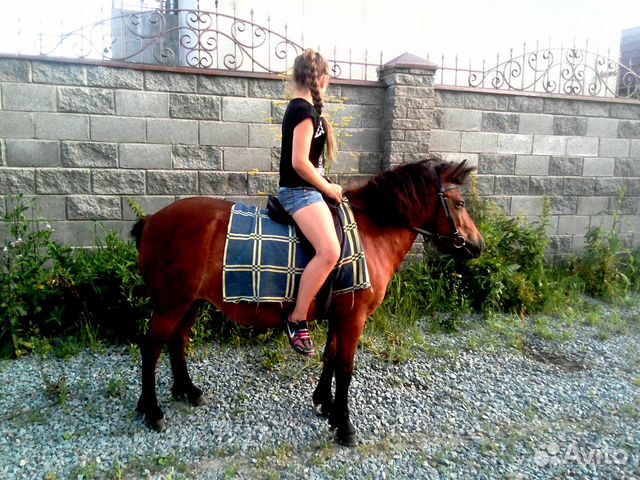 Шетлендские пони разного возраста