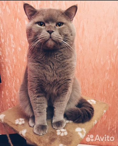 Вязка с британским котиком