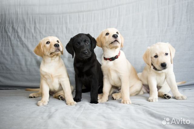 Маленькие разбойники