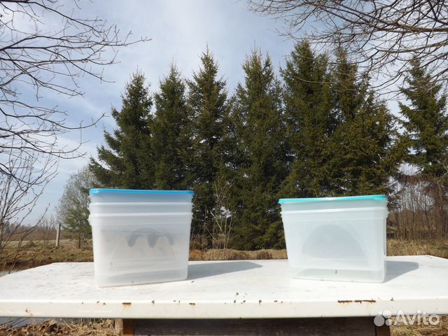 Дождевые черви с вермиконтейнером для содержания