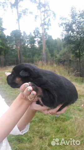 Щенки-кутята из приюта в дар