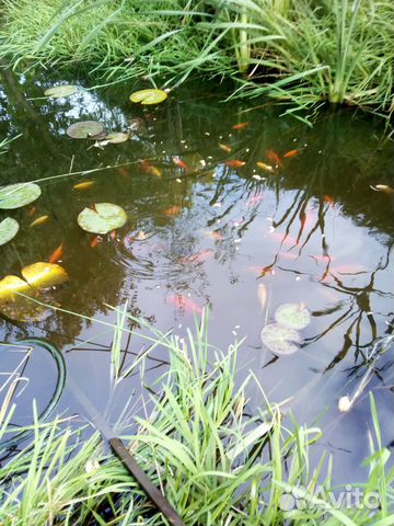 Караси прудовые декоративные