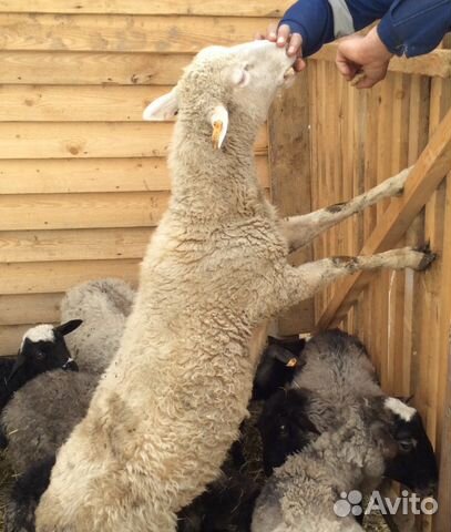Продаются бараны. Возраст от 5месяцев до 1,5 лет