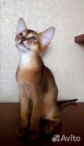 Абиссинская