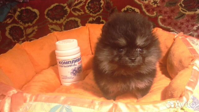 Малыши черныши