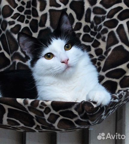 Марик чудо котик ищет дом