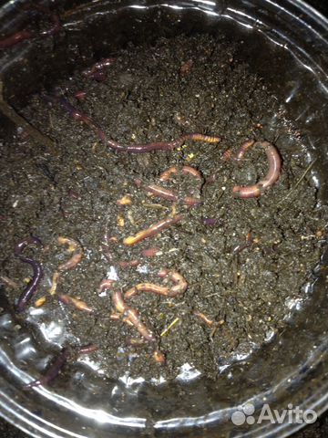 Черви "Старатель"