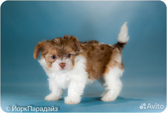 Бело золотой мальчик